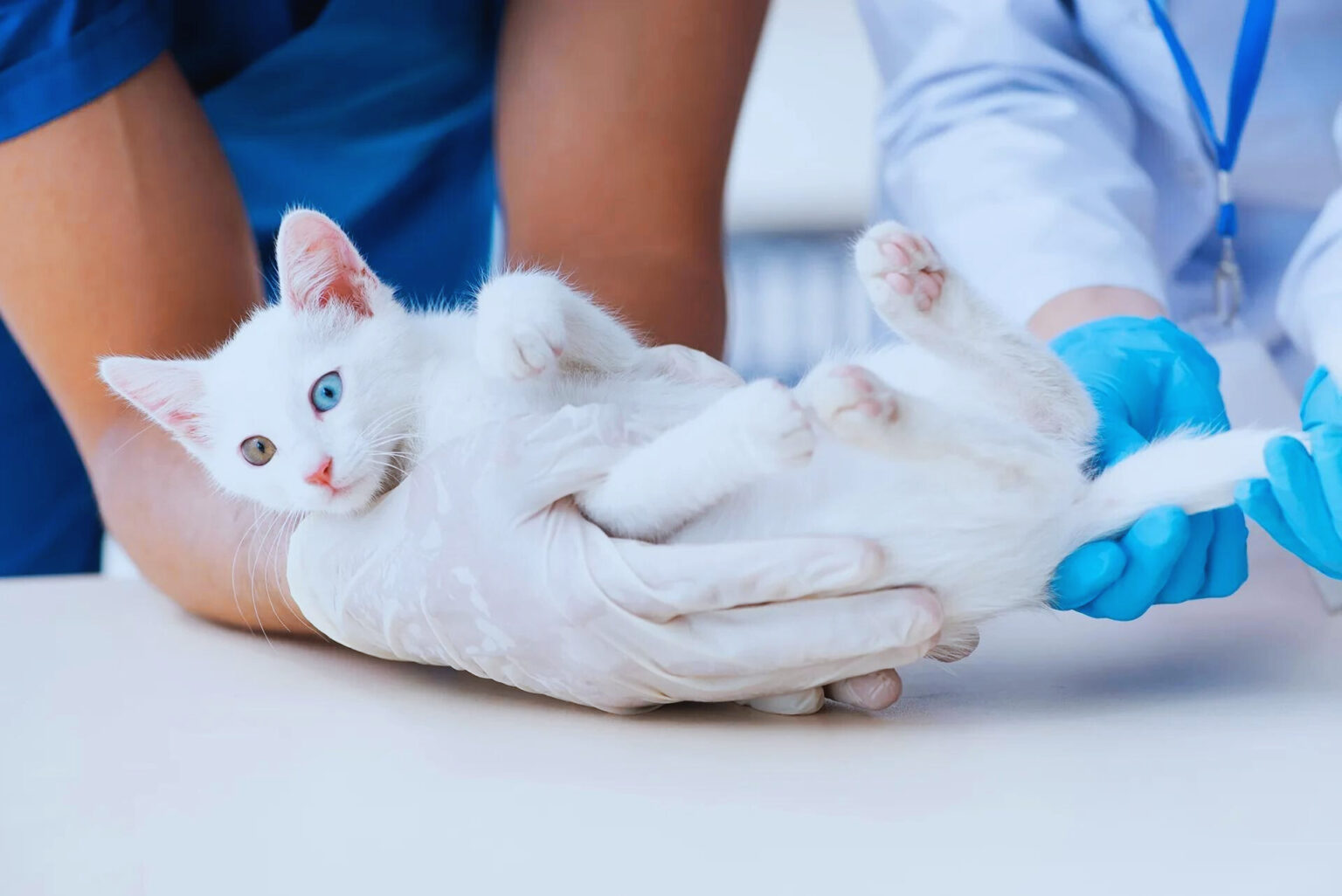 Comprender la Leucemia Felina: Síntomas, Tratamiento y Prevención🐾 ...